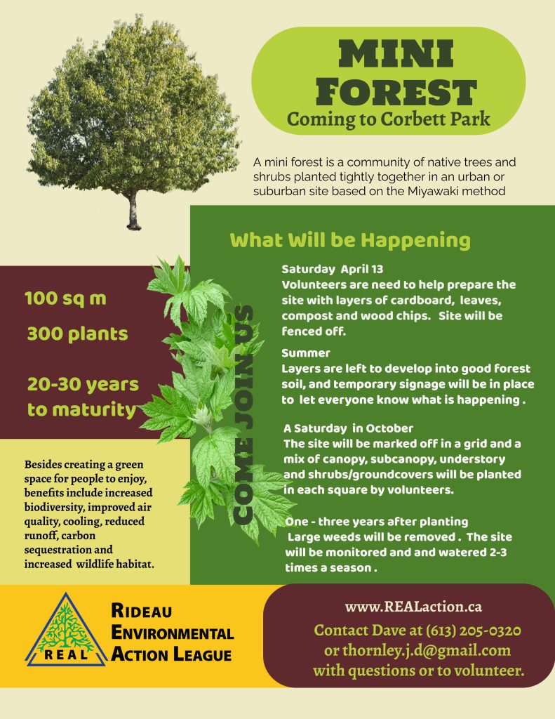 Mini Forest REAL | Rideau Environmental Action League